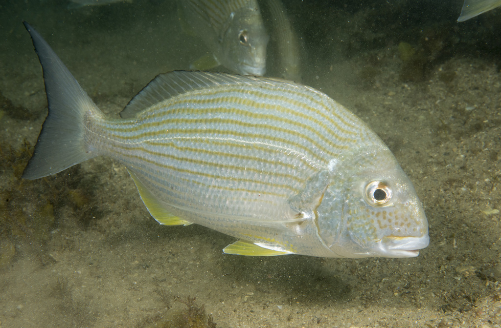 Tarwhine (Fish of Randwick Council costal area: Coogee Beach and ...