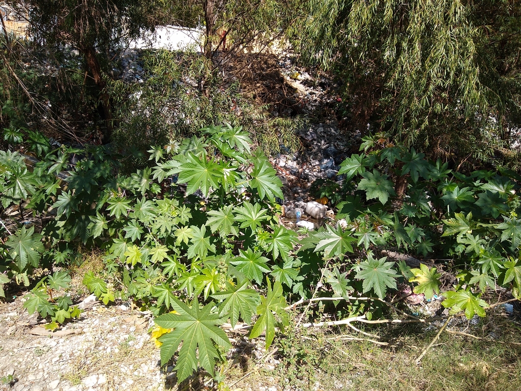 castor bean from Sin Nombre de Col 25, Santa Catarina, N.L., México on ...