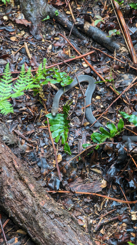 Highlands Copperhead (Austrelaps ramsayi) - Snakes and Lizards