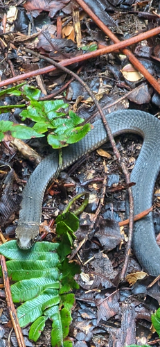 Highlands Copperhead (Austrelaps ramsayi) - Snakes and Lizards