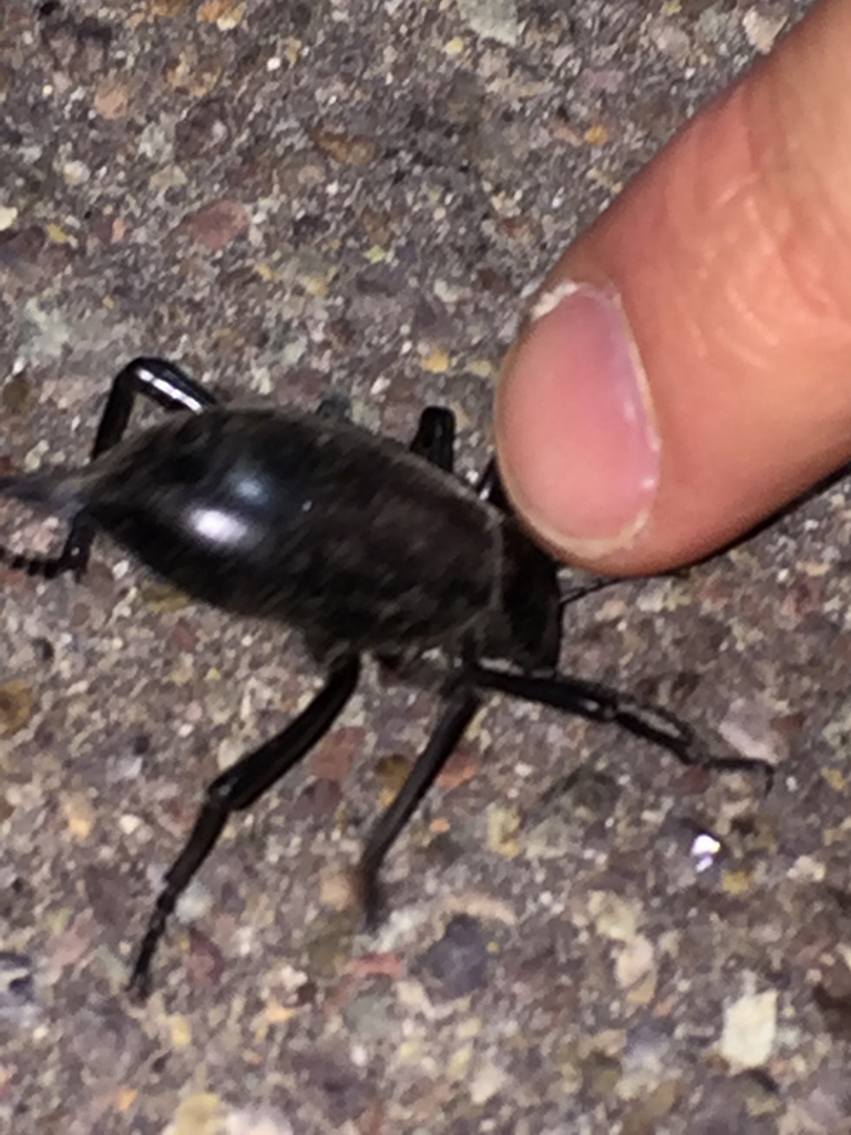Eleodes spinipes from Big Bend National Park, Brewster County, US-TX ...