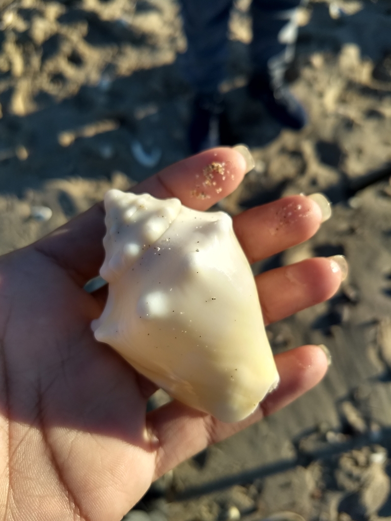Eastern Pacific fighting conch from Guaymas, Son., México on January 4 ...