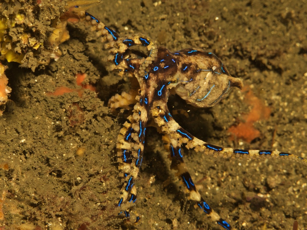 Blue-lined Octopus from Bare Island, Botany Bay NSW 2019, Australia on ...