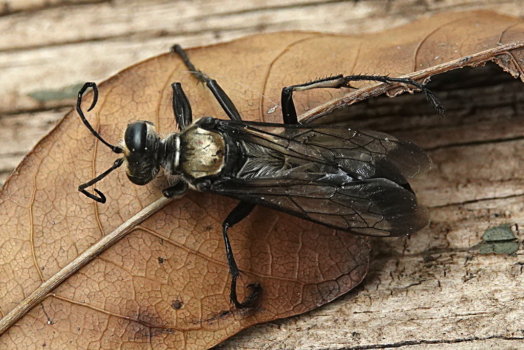 Sphex ephippium (Sphecidae wasps of SW Australia) · BioDiversity4All
