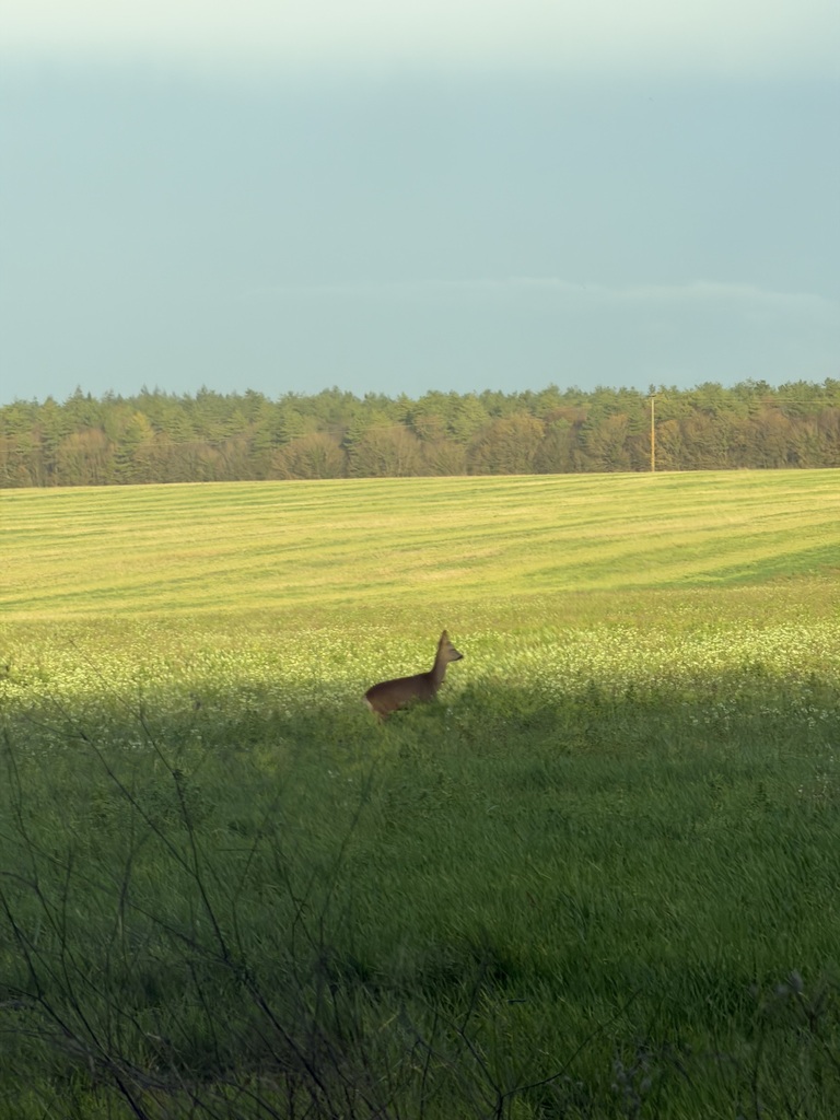 Western Roe Deer from Deux-Sèvres, Poitou-Charentes, France on November ...