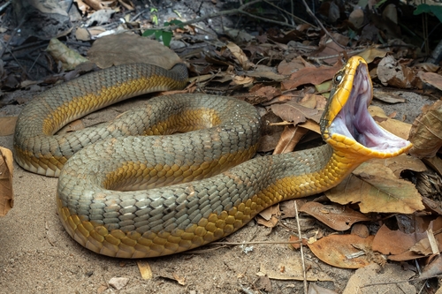 (Xenodon) - Snakes and Lizards