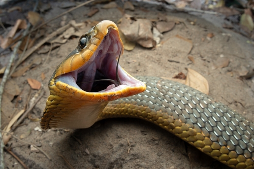 (Xenodon) - Snakes and Lizards