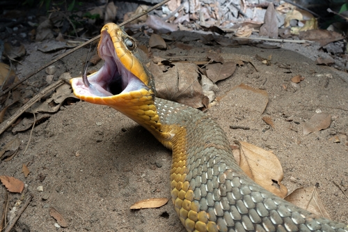 (Xenodon) - Snakes and Lizards
