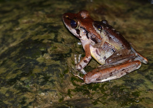 Sumatran Torrent Frog (Wijayarana sumatrana) · iNaturalist