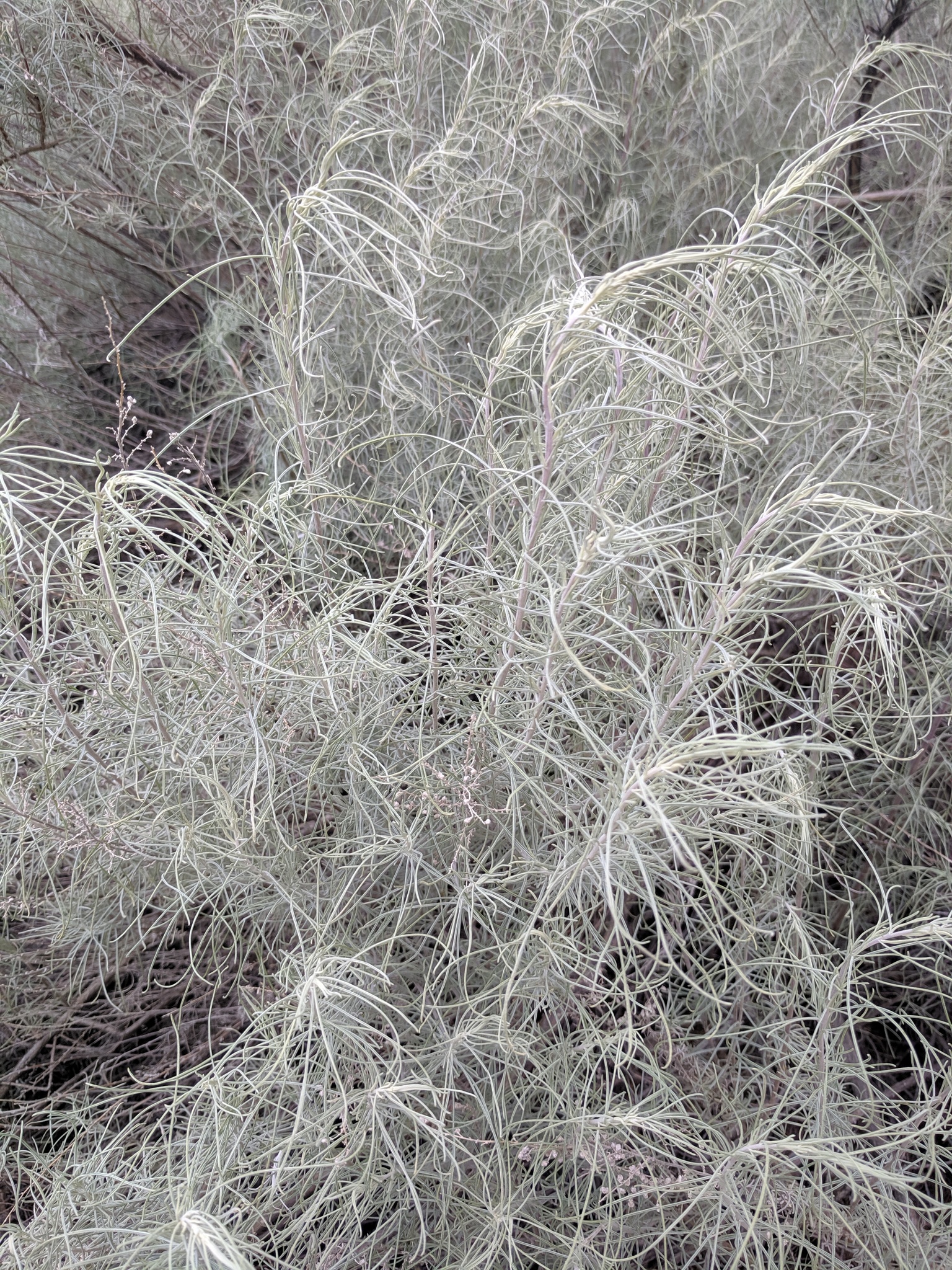 Artemisia Filifolia