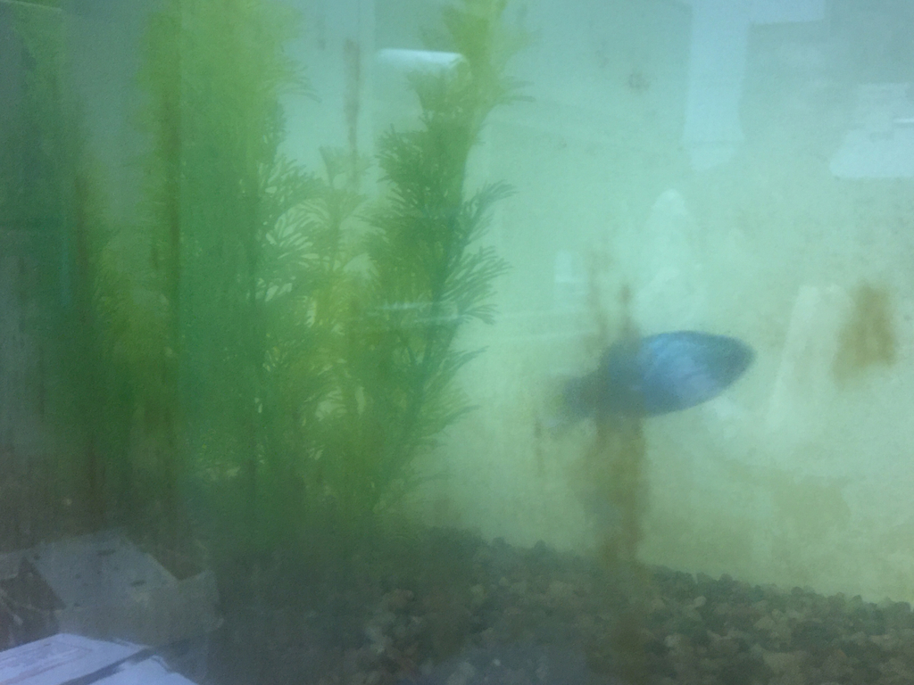 Desert Pupfish in December 2016 by Jacob Malcom · iNaturalist