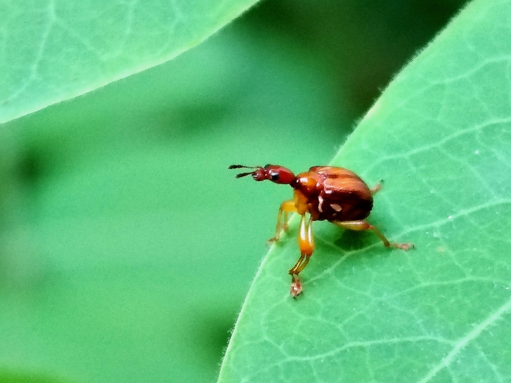 Leptapoderus rubidus from Q8W2+JJ6 ตำบล ศาลายา อำเภอพุทธมณฑล นครปฐม ...