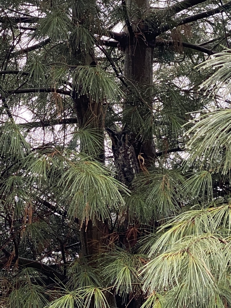 eastern white pine from Fifty Point Conservation Area, Grimsby, ON, CA ...