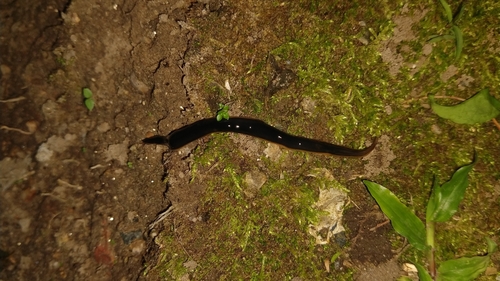 Amaga bogotensis · iNaturalist