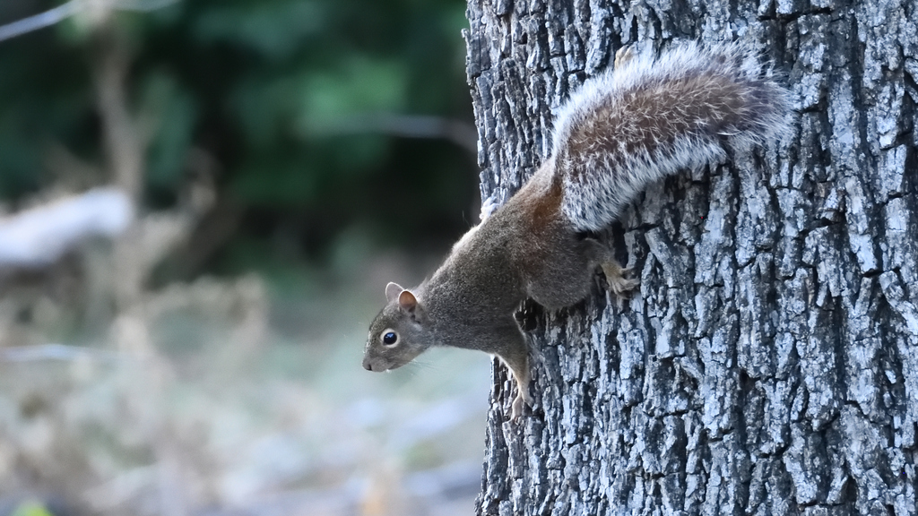 Allen's Squirrel from Bustamante, Nuevo León, Mexico on January 3, 2020 ...