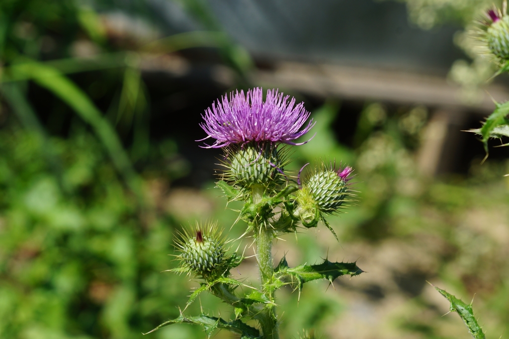 Mexican Thistle from Municipio de Victoria, Tamps., México on April 15 ...