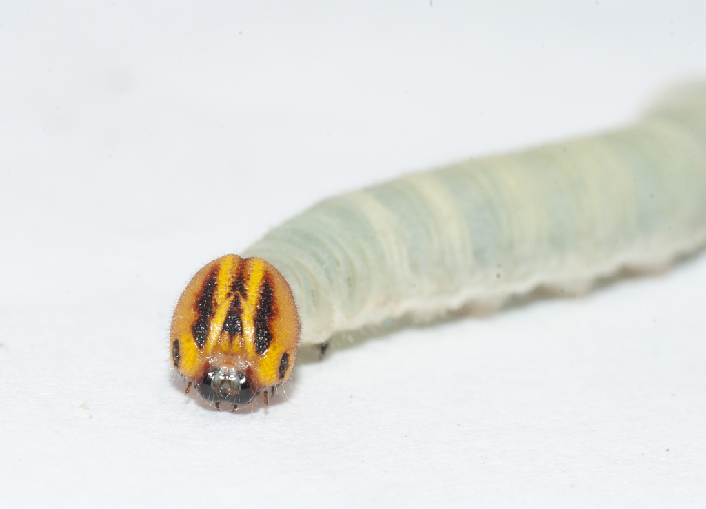 Violet-banded Skipper (Butterflies of Montserrat) · iNaturalist