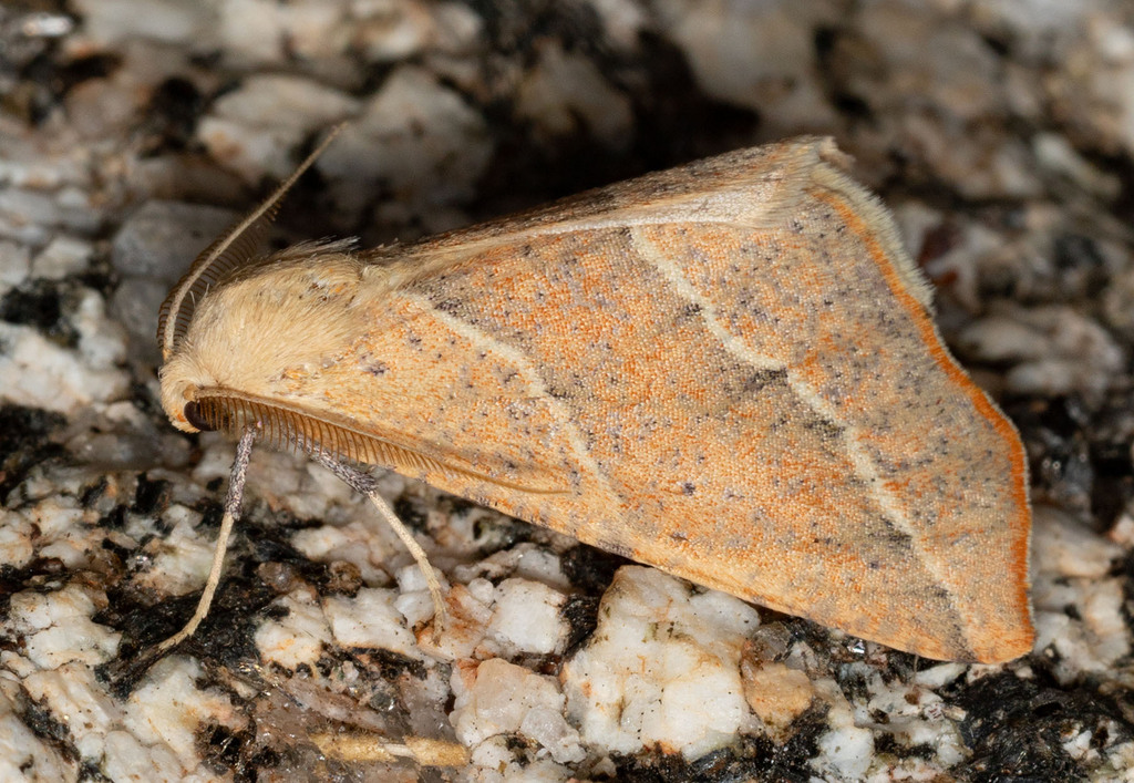 Sicya morsicaria from San Diego County, CA, USA on October 28, 2025 at ...