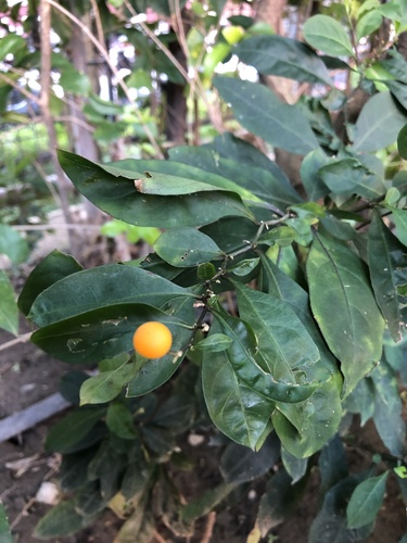 Observations by fionaaa_923 · iNaturalist