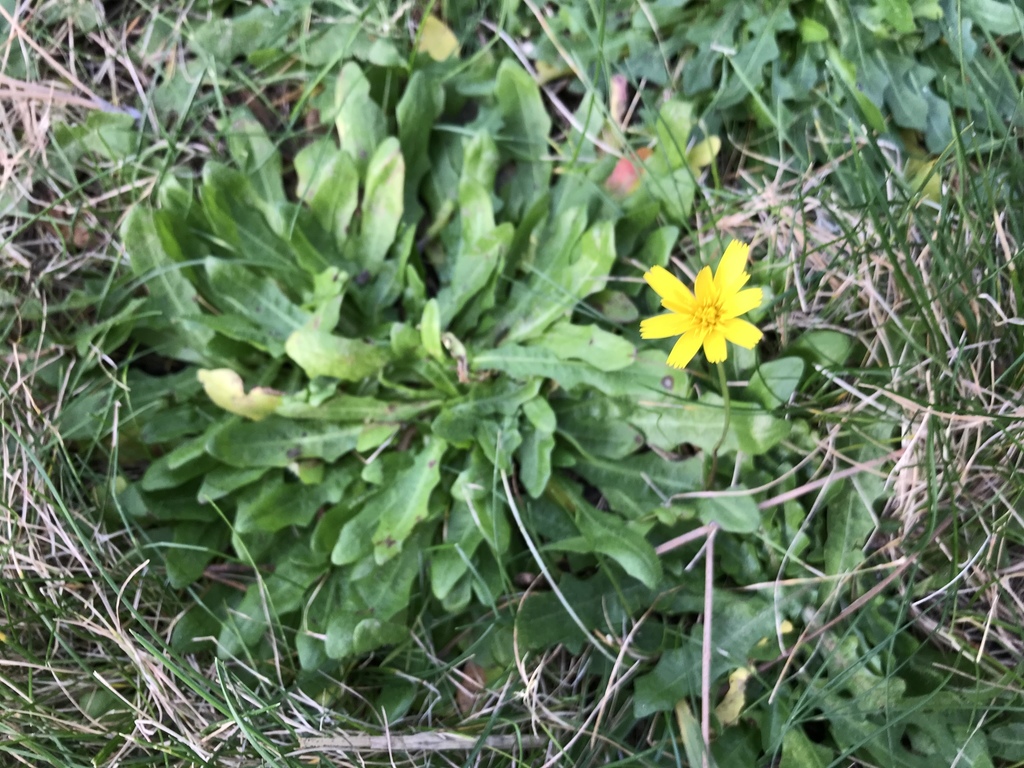 Hairy Hawkbit (Anglesea flora and fauna) · iNaturalist