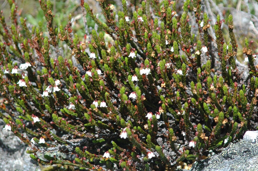 Arctic bell-heather from Dehcho Region, NT X0E, Canada on July 19, 2010 ...