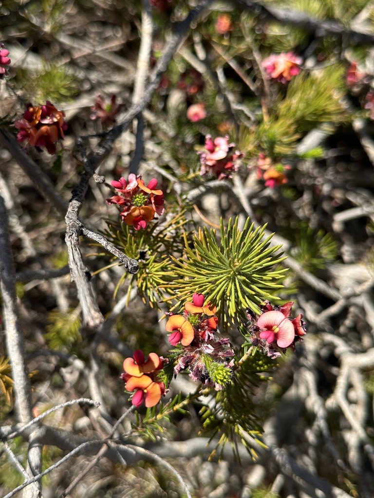 Jennata ericifolia from Swan, Western Australia, Australia on October ...