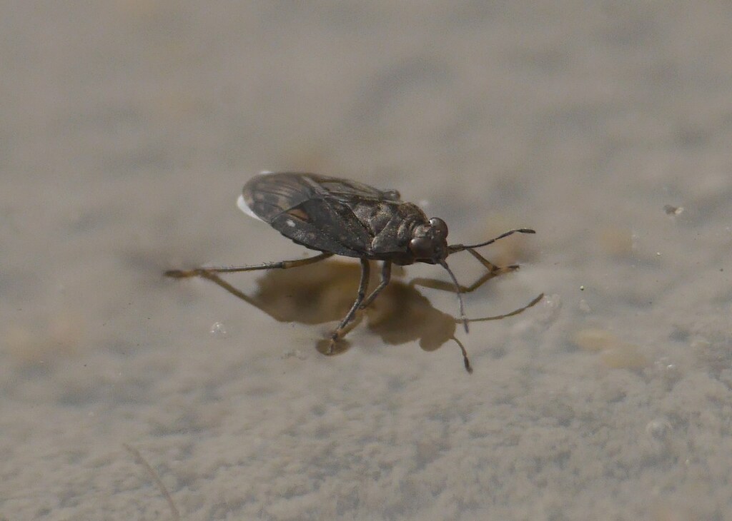 Common Shore Bug from Vitovskyi raion, Mykolaiv Oblast, Ukraine on ...