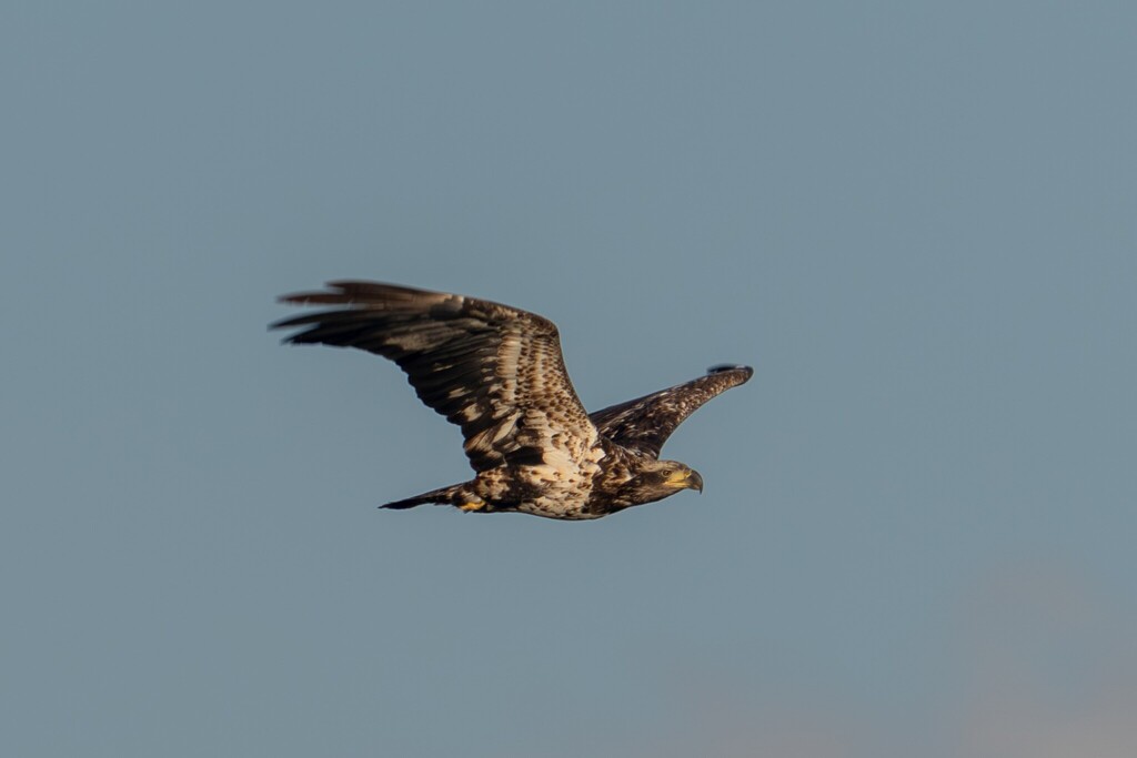 Bald Eagle from Highlands/Perkins, Baton Rouge, LA, USA on November 15 ...