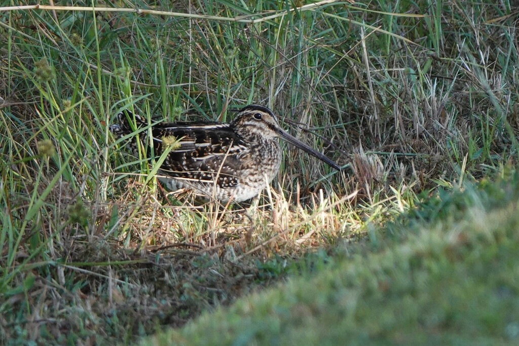 Wilson's Snipe from Ann & Chuck Dever Regional Park Pool, 7001 San Casa ...