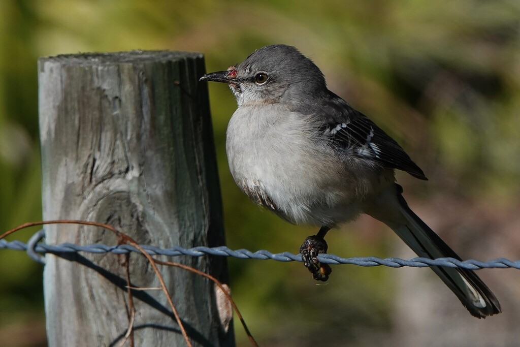 Northern Mockingbird from Ann & Chuck Dever Regional Park Pool, 7001 ...