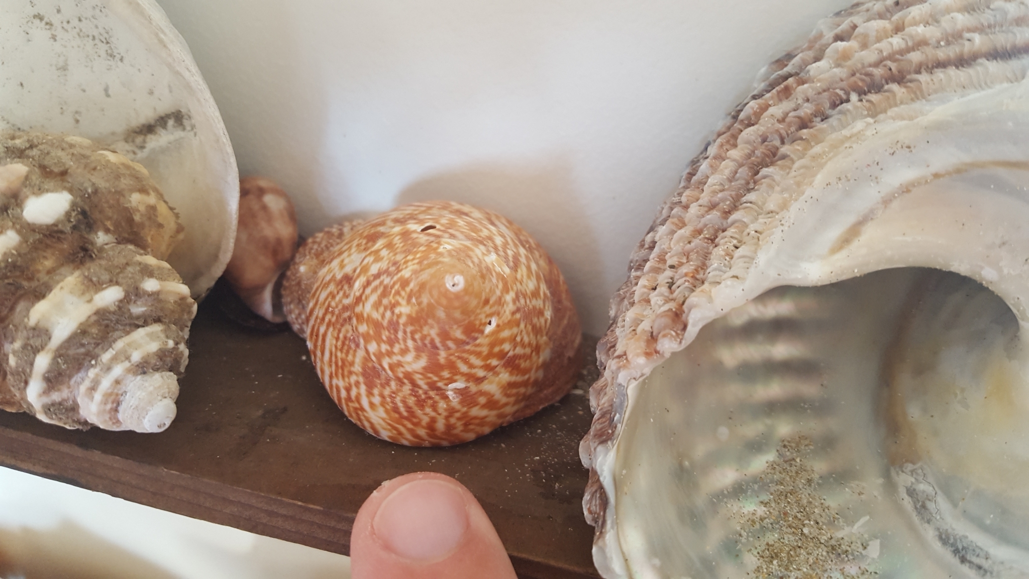 Maurea tigris (Gmelin, 1791)