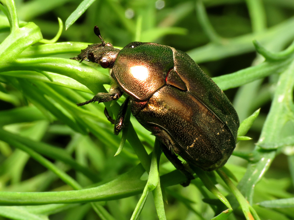 Copper Chafer (Cetoniinae of Africa) · BioDiversity4All