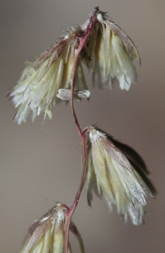 False Grama (Cathestecum erectum) · iNaturalist