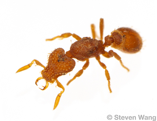 Strumigenys emmae (Ant Species in Hawaii) · iNaturalist
