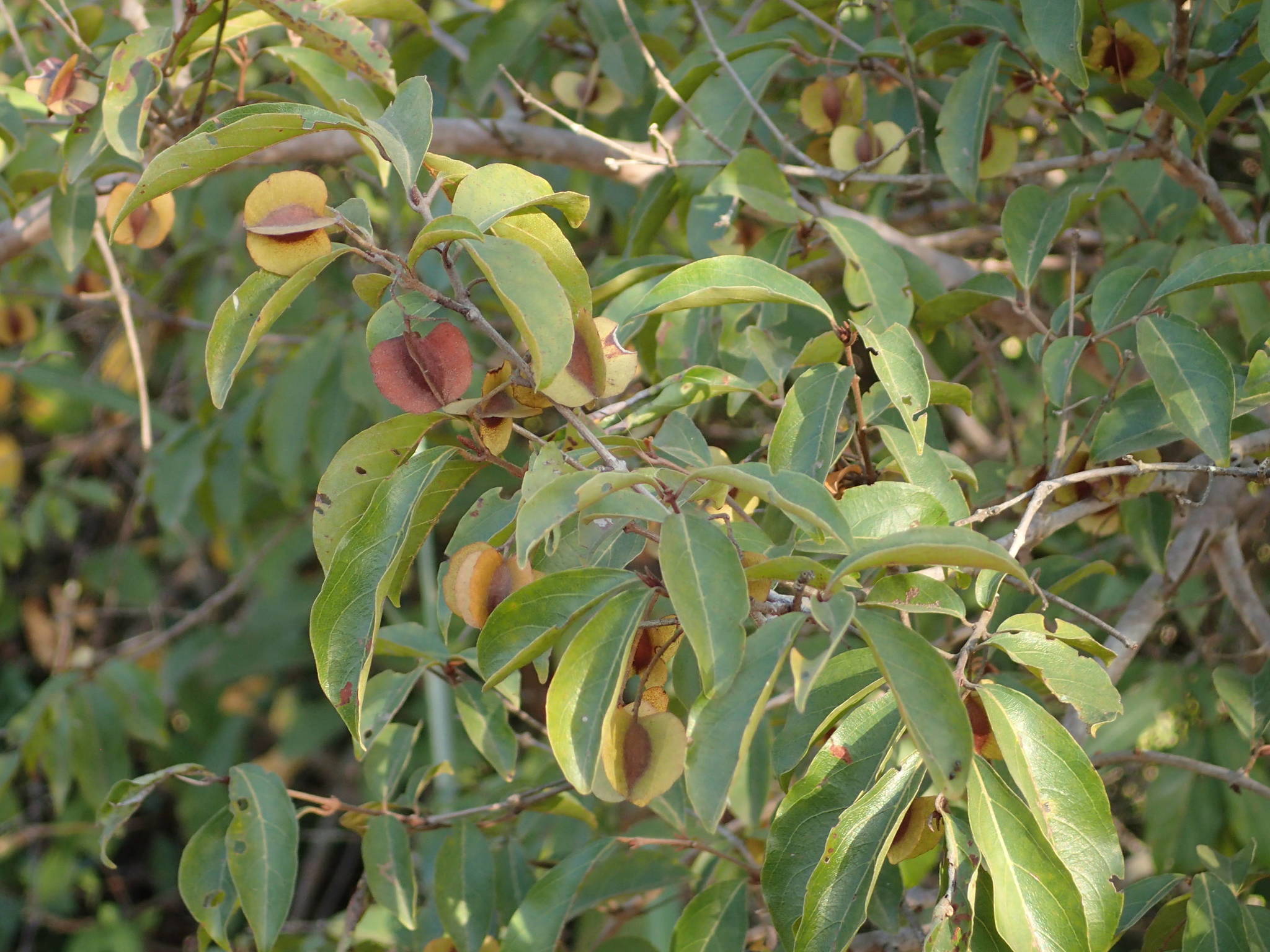 Combretum micranthum G.Don