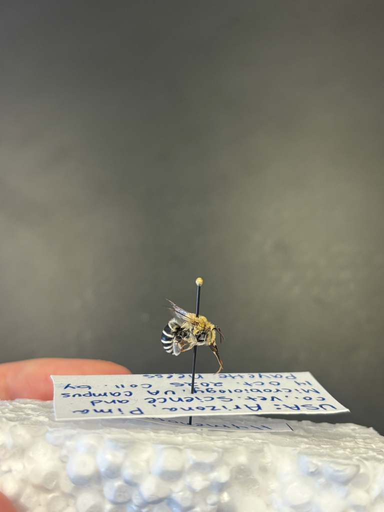 California Digger Bee from Tucson, AZ, US on October 14, 2025 at 10:50 ...