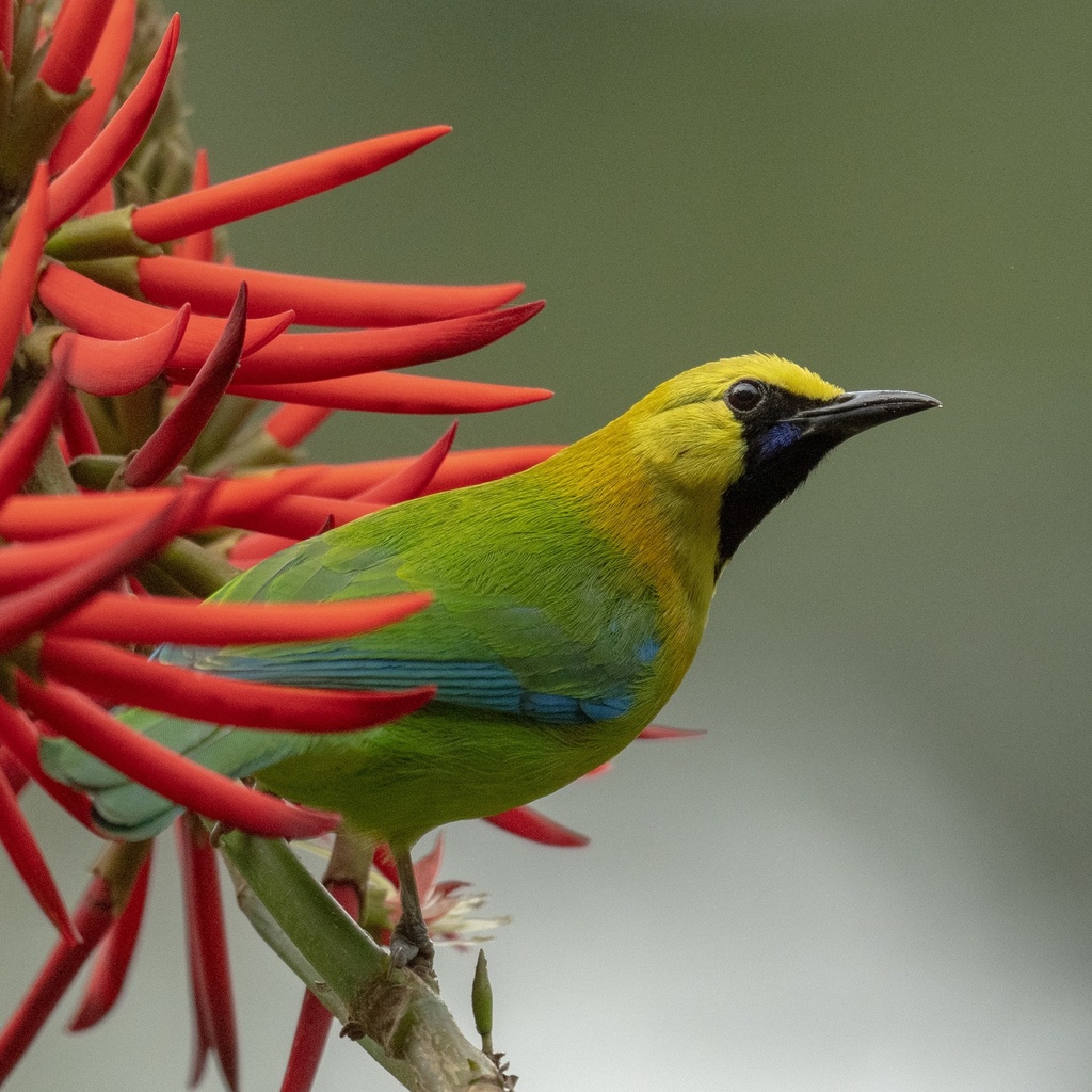 Blue-winged Leafbird from Tai Po Kau Nature Reserve, Tai Po Kau, New ...