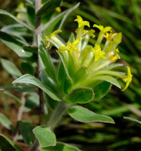 Escarpment Silver Yellow-Head (Variety Lasiosiphon polyanthus ...