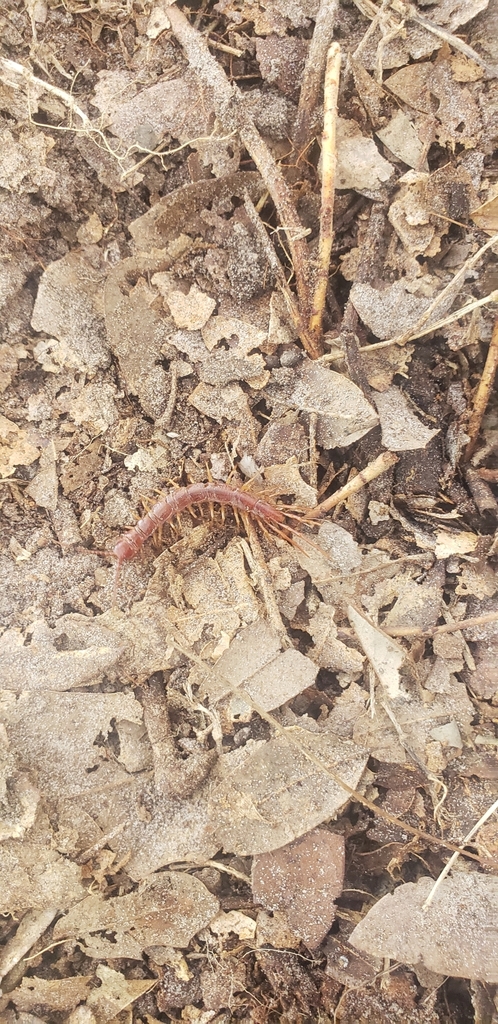 Lamyctes from Seadrift, TX 77983, USA on November 15, 2025 at 01:50 PM ...