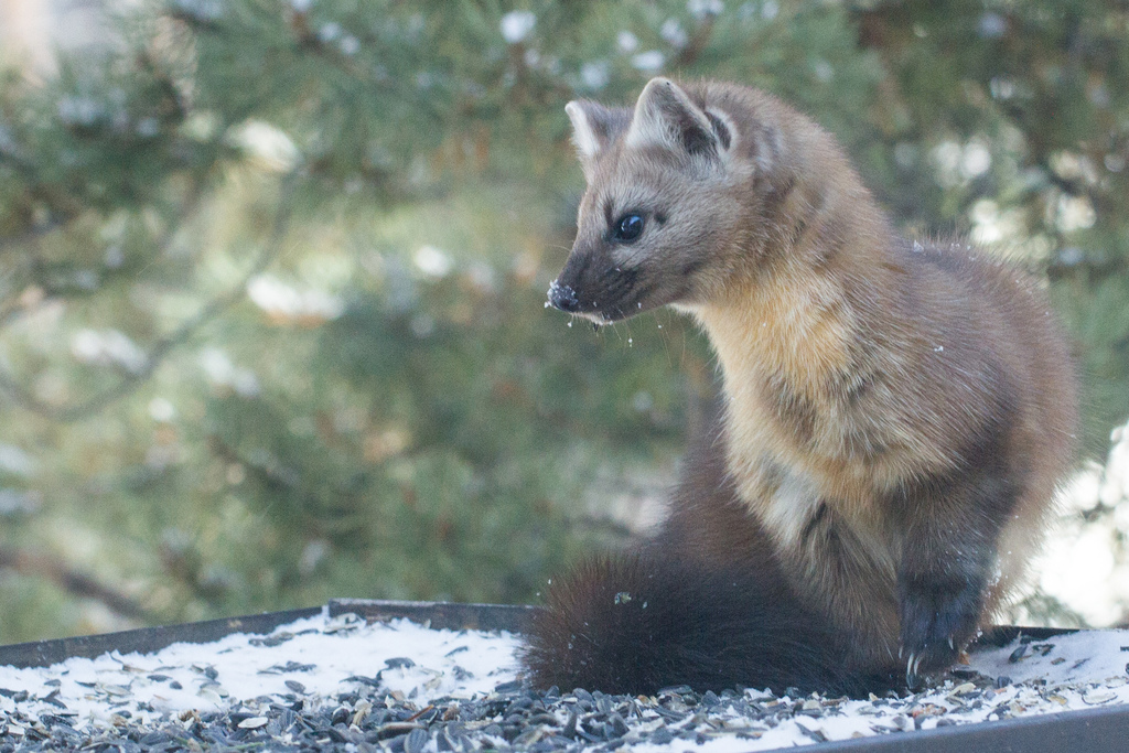 Pacific Marten (Martes caurina) (Wildlife of the United States ...