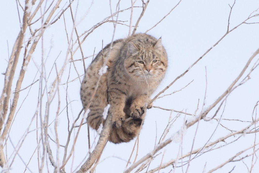 Felids (Felidae) - Know Your Mammals