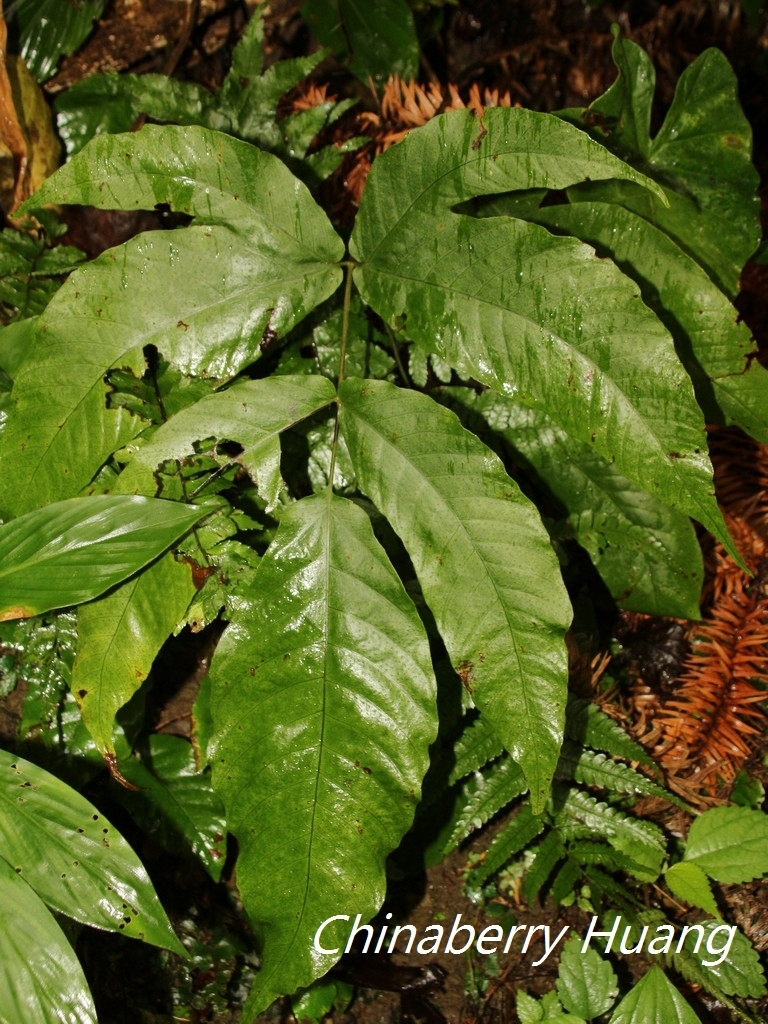 (Tectaria polymorpha) - Botanical Realm