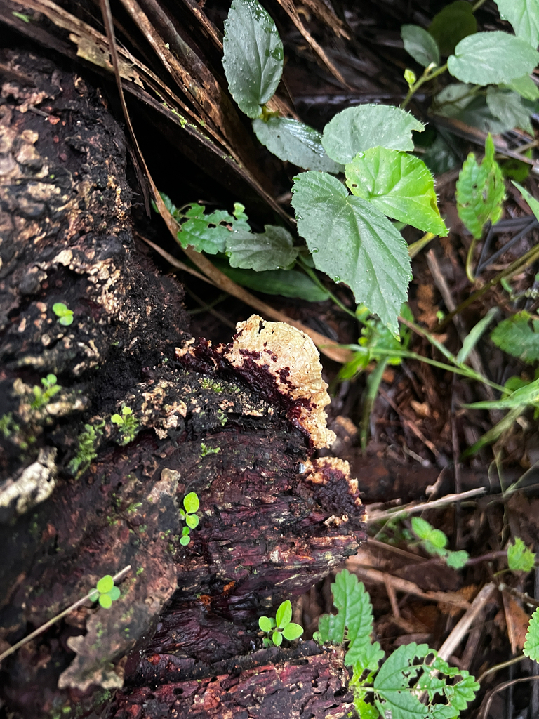 Earliella scabrosa from Adjuntas, PR, US on November 15, 2025 at 01:45 ...