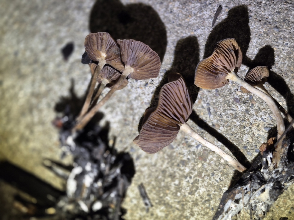 Wavy Cap in November 2025 by stray_plant_lady · iNaturalist