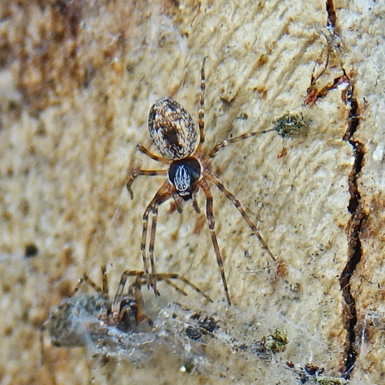 Mexican Social Spiders from Santa Ana River, Anaheim, CA, USA on ...