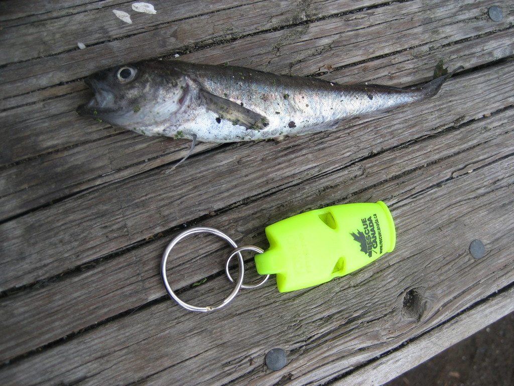 Arctic Cod (Boreogadus saida) - Marine Life Identification