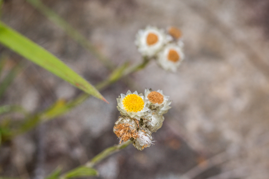 Dwarf Everlasting from OR Tambo District Municipality, South Africa on ...