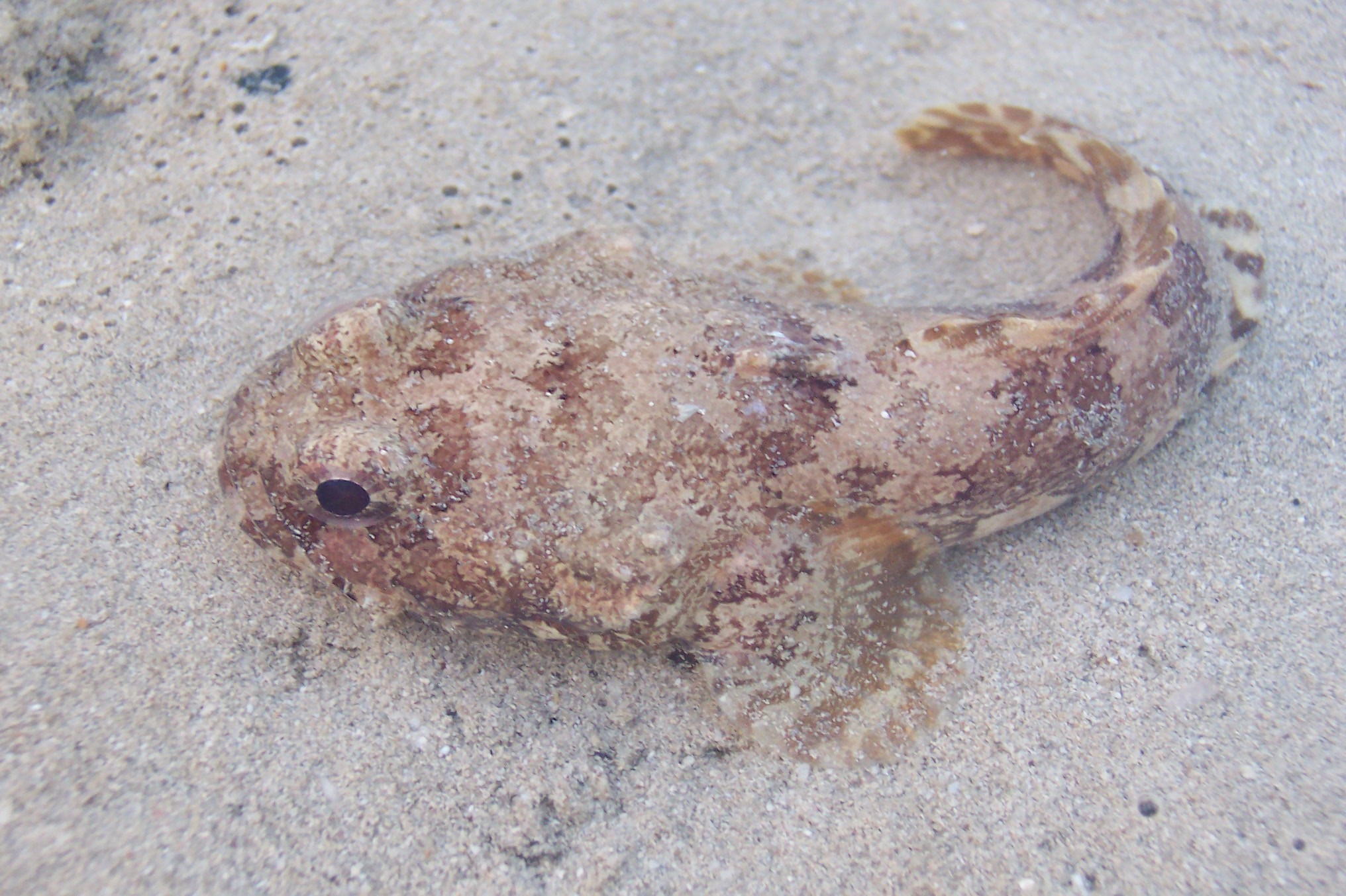Colletteichthys dussumieri (Valenciennes, 1837)