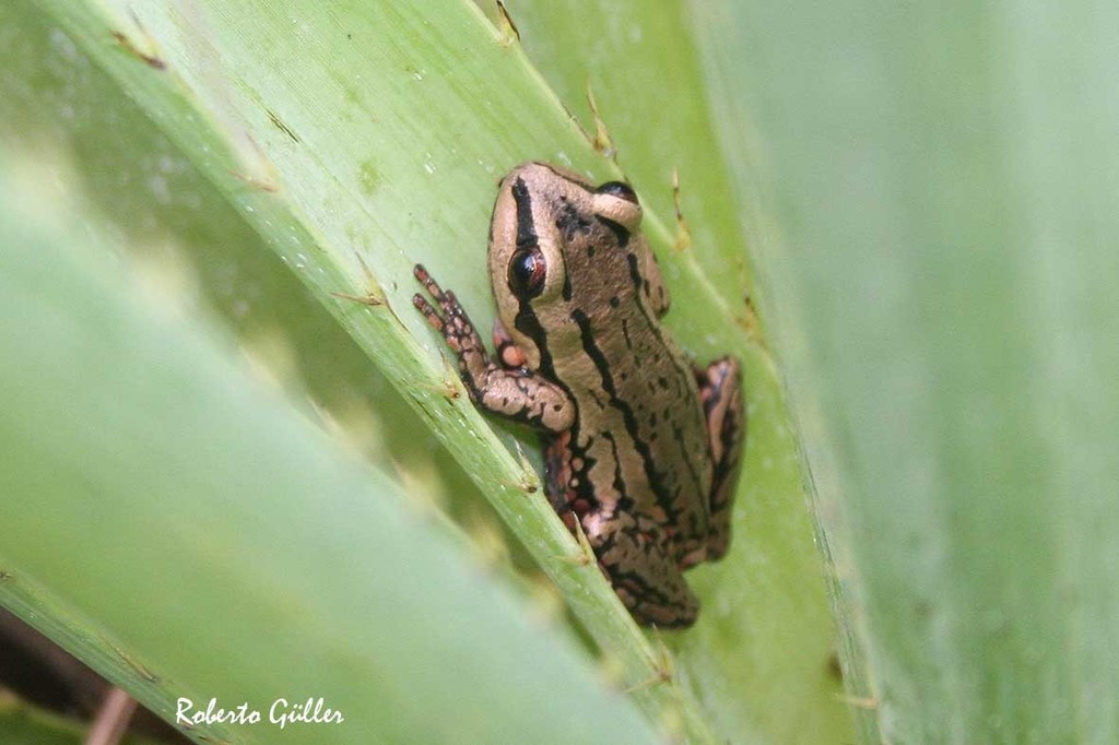 red-spotted Argentina frog in May 2009 by Roberto Guller · iNaturalist