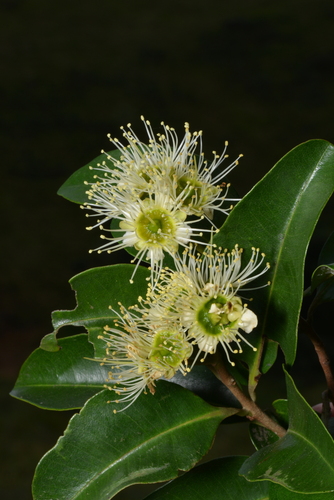 Southern Penda (Xanthostemon oppositifolius) · iNaturalist